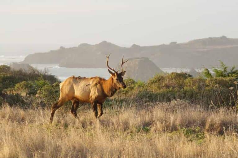 elkweb.org | Elk, California, where the forests and meadows meet the sea